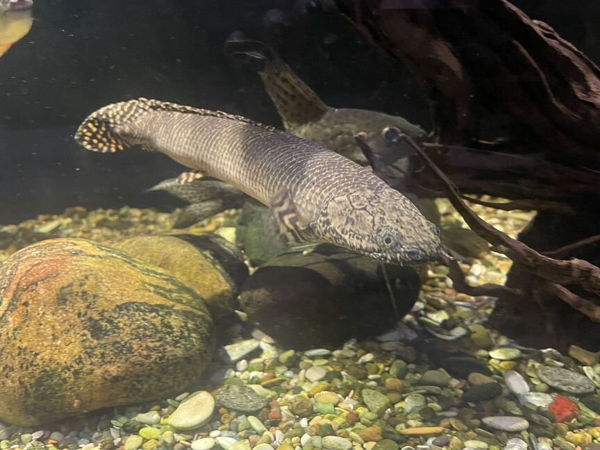 Продам полиптерусов