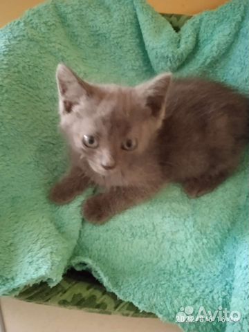 Котенок