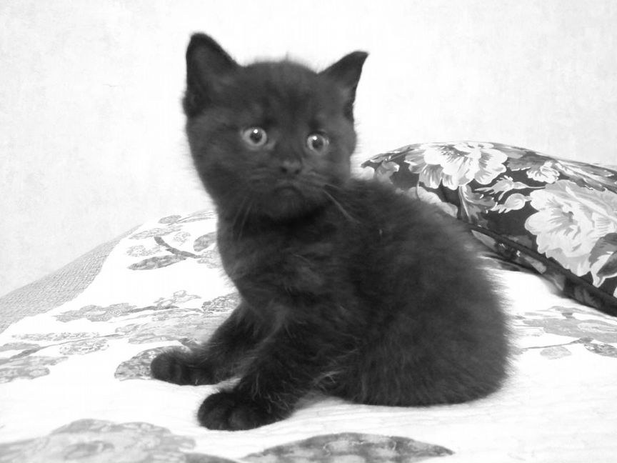 Котенок-девочка. 7 недель