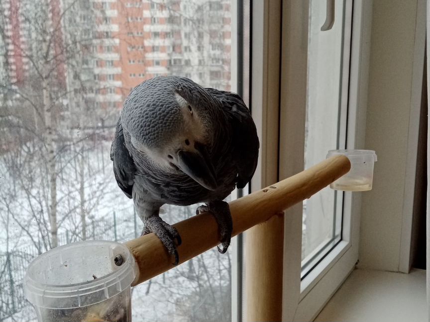Присадка для попугая