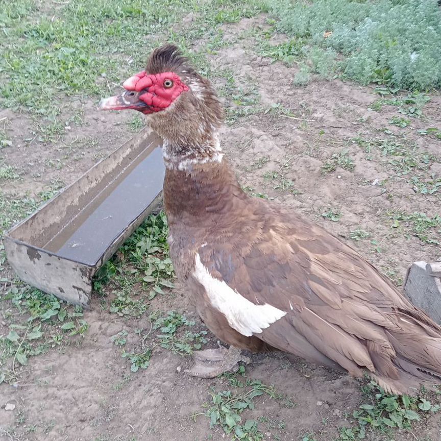 Селезень индоутки крупный тяжёлой линии