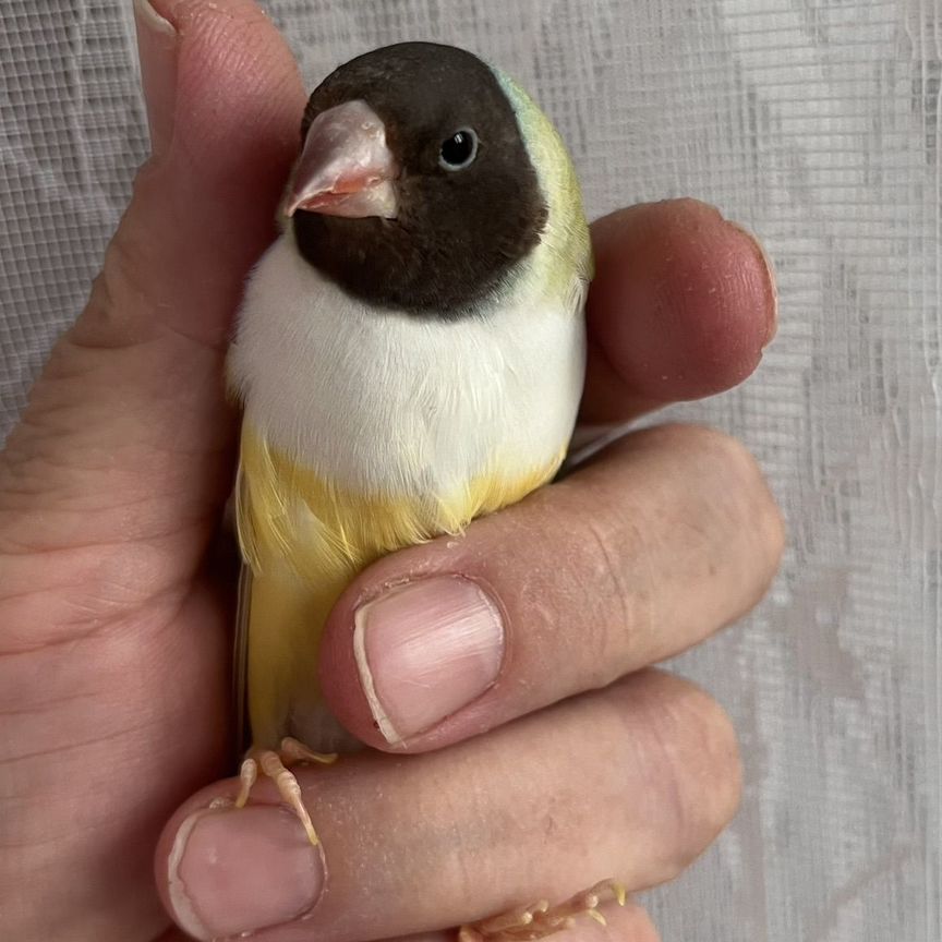 Амадина гульда самочка