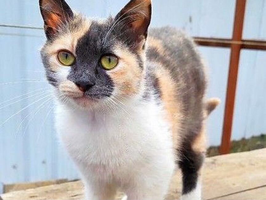 Молоденькая ласковая кошечка стерилизованная