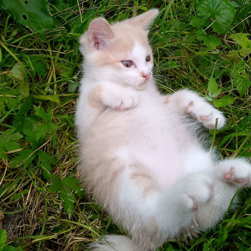 Отдам котика