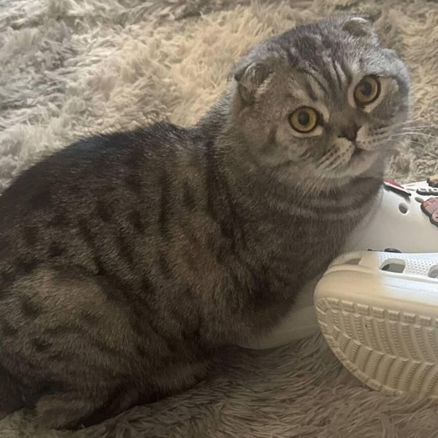 Шотландская вислоухая короткошёрстная, взрослая кошка