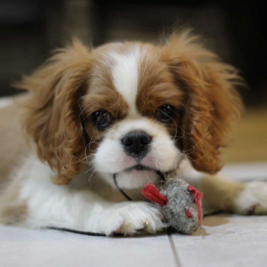 Кавалер кинг-чарльз-спаниель, щенок