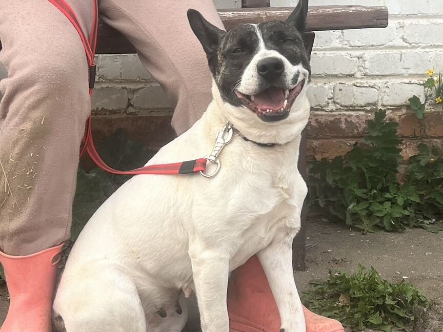 Небольшая Манго