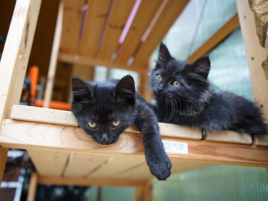 Черные котятки ищут дом:)