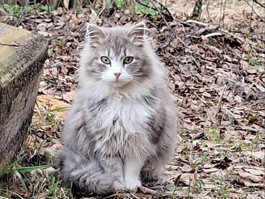 Котенок в добрые руки