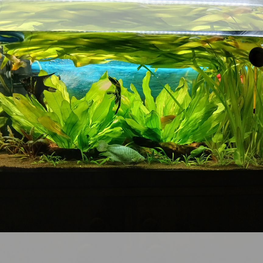 Валлиснерия гигантская