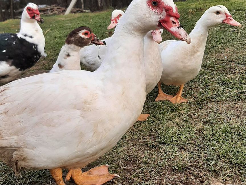 Утки живым весом