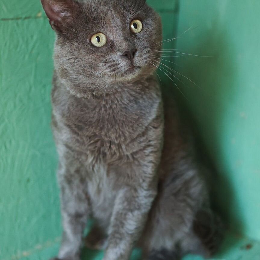Котик в добрые руки