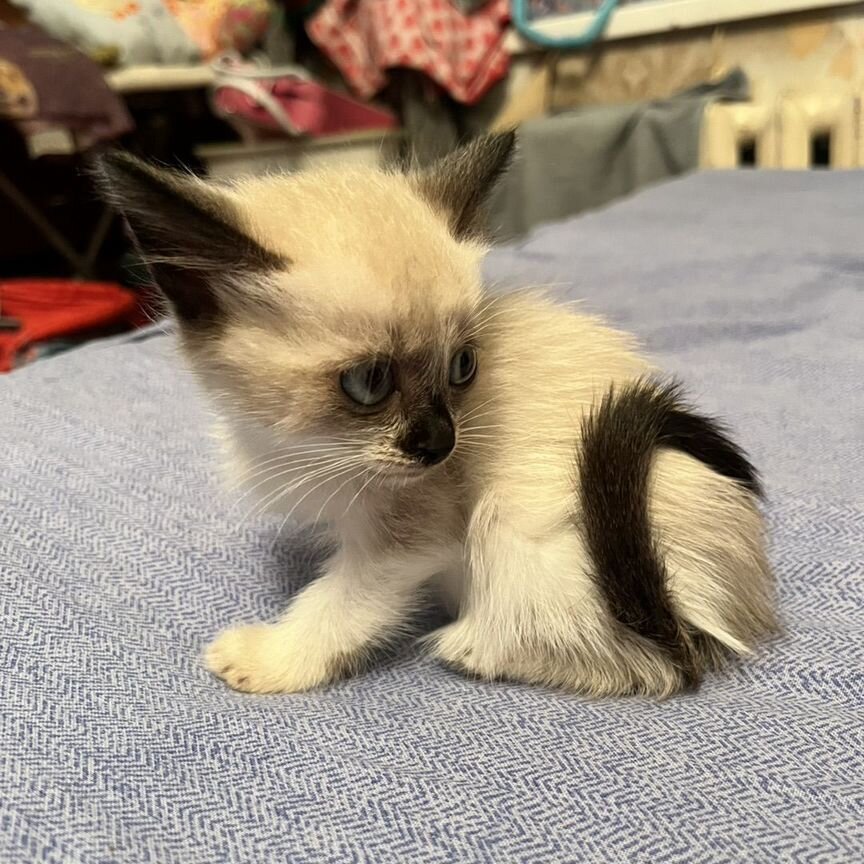 Сиамская кошечка