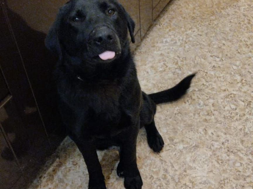 Отдам в добрые руки лабрадора