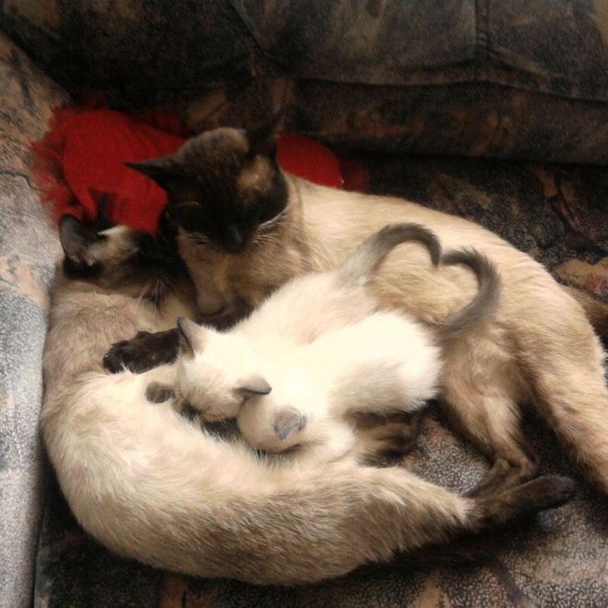 Сиамские котята