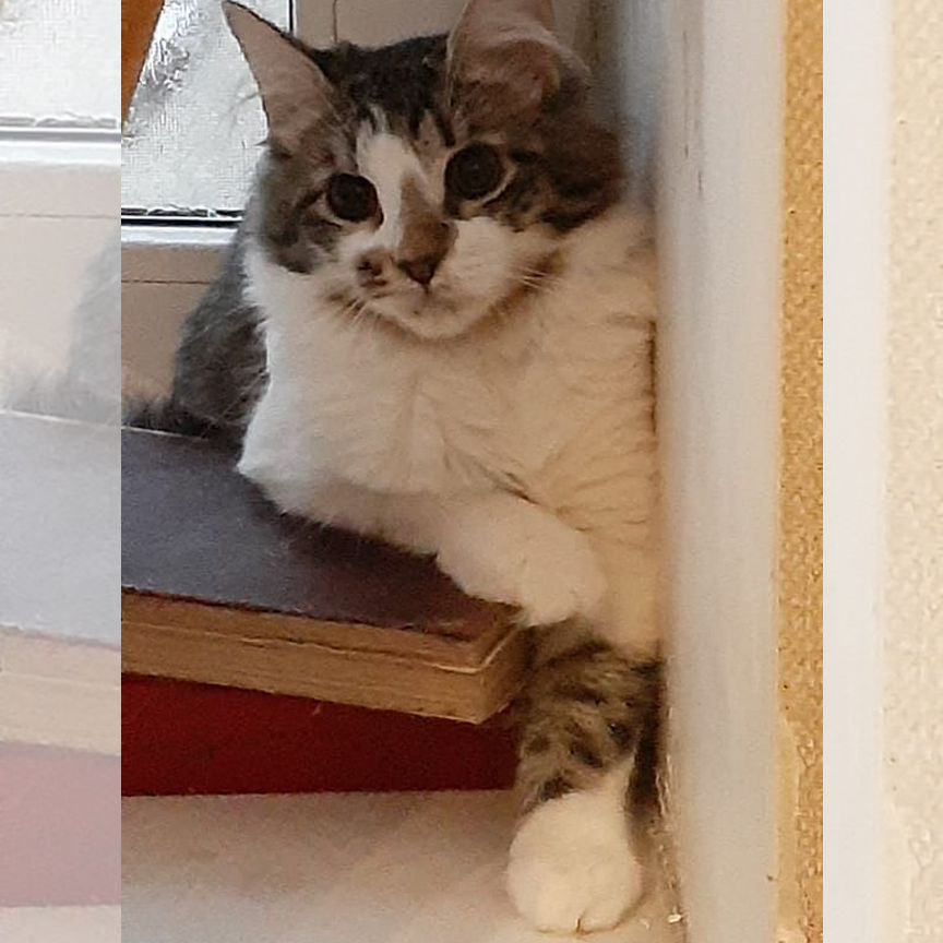 Котята подростки
