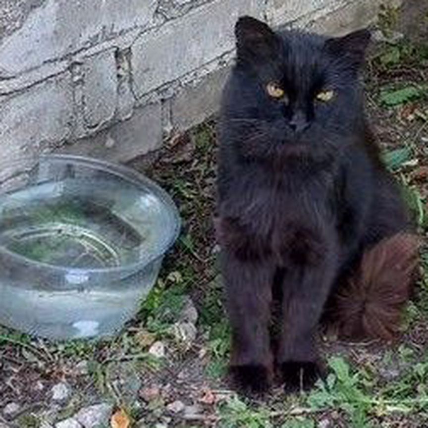 Взрослый кот в добрые руки