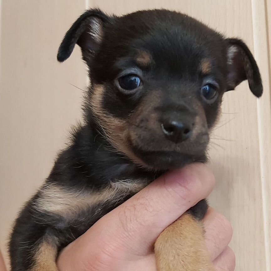 Русский той-терьер, щенок