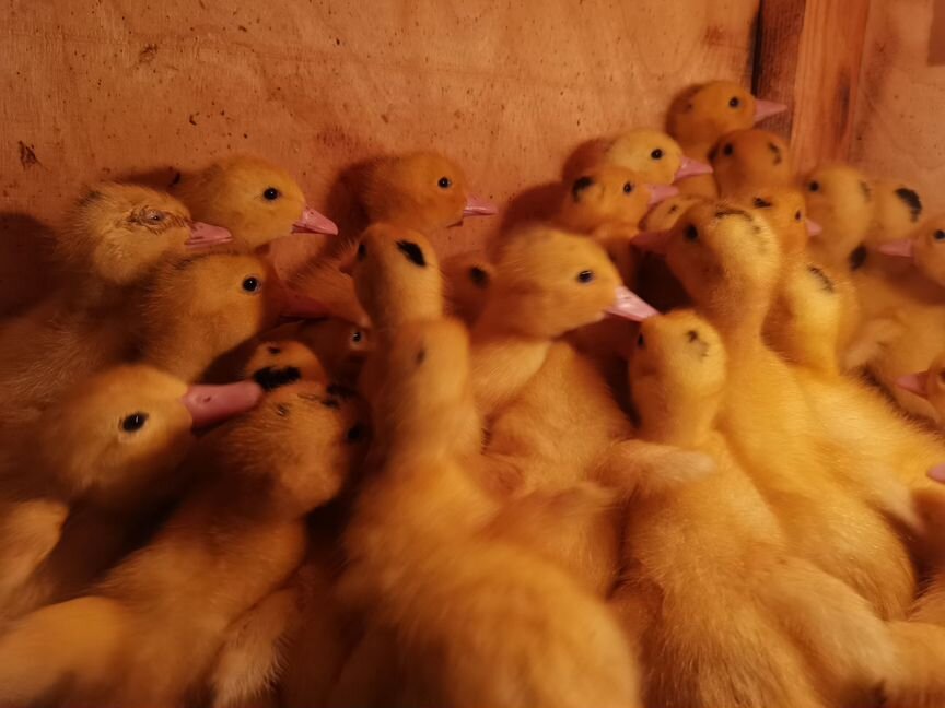 Утята муларды подрощенные