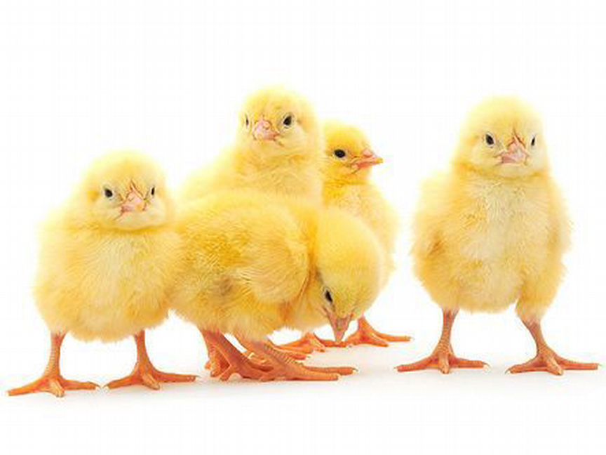 Суточный бройлер Венгрия росс 308