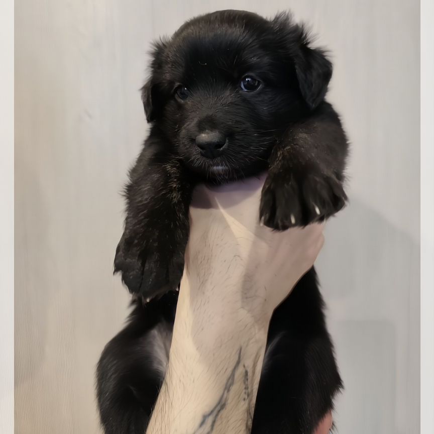 Бордер-колли, щенок