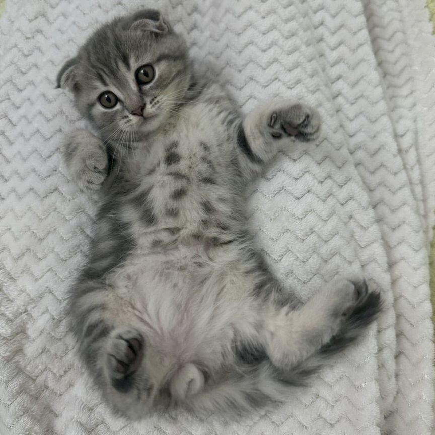 Шотландский вислоухий короткошёрстный котёнок