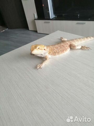 Бородатая агама