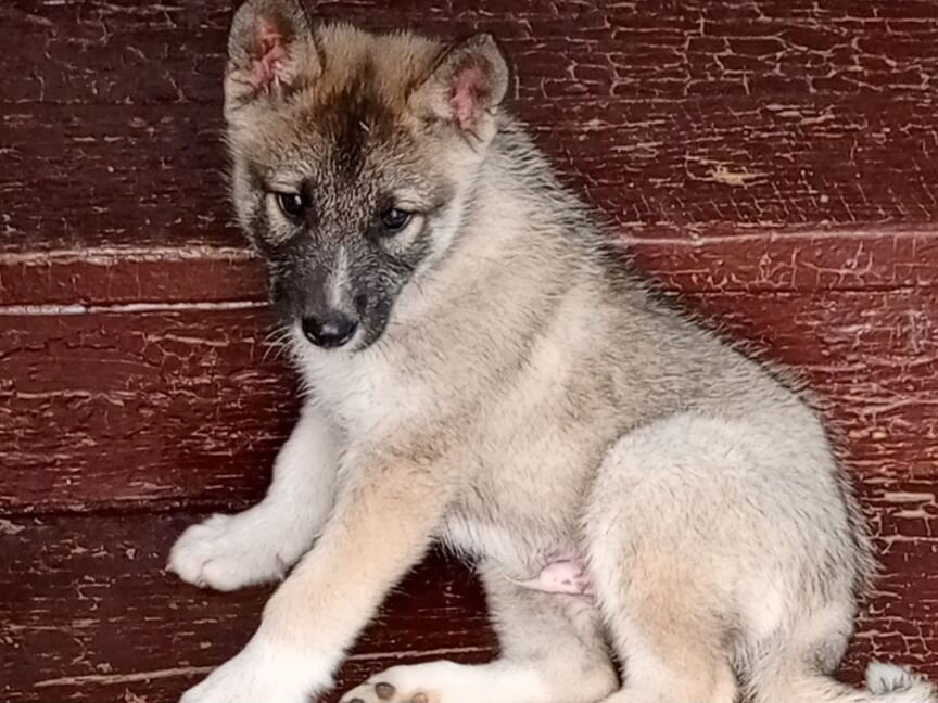 Заподно-Сибирский лайка