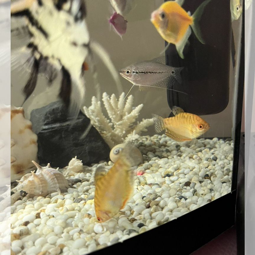 Гурами золотой обмен