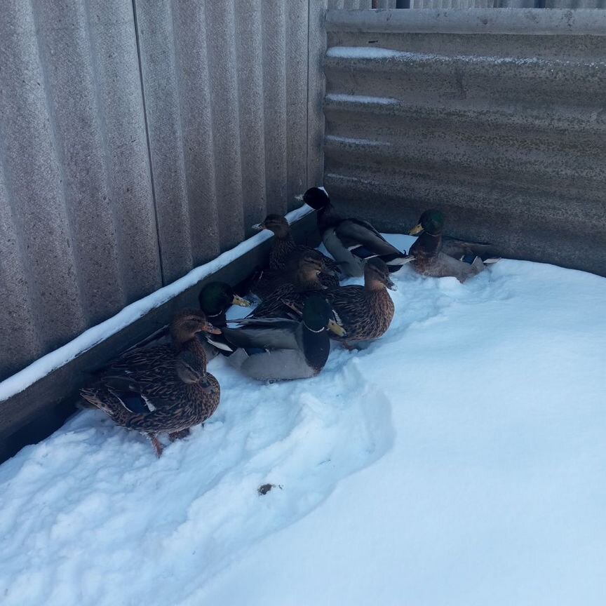 Подсадные утки, без родословной