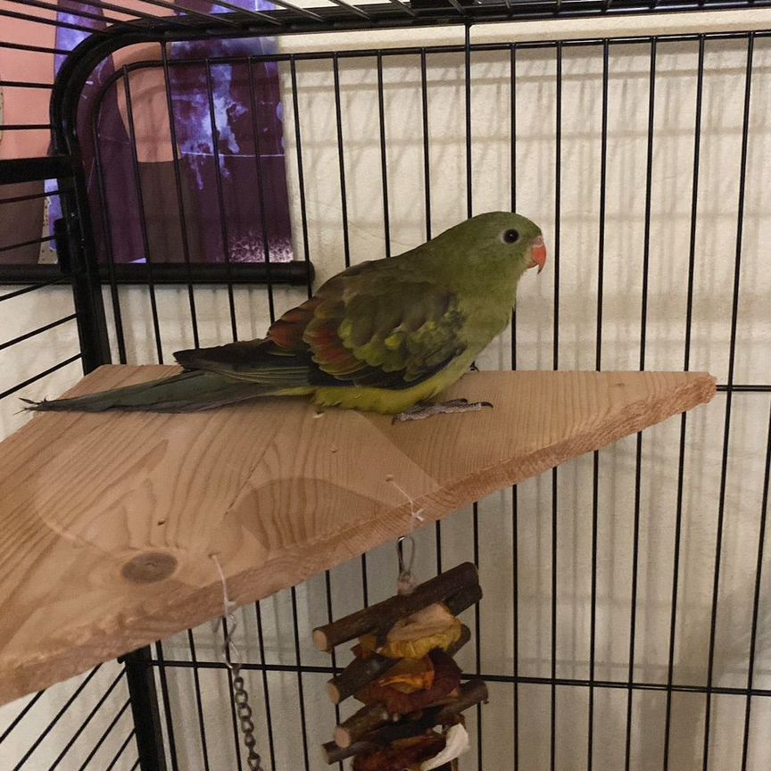 Роскошный горный попугай