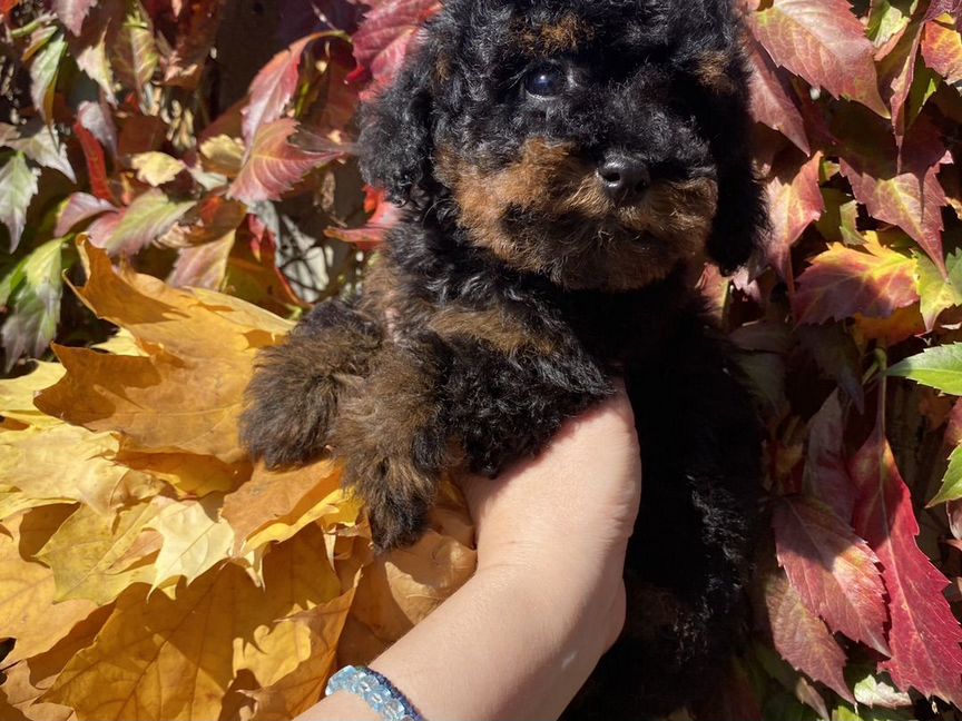 Той-пудель яркий малыш Ваксон