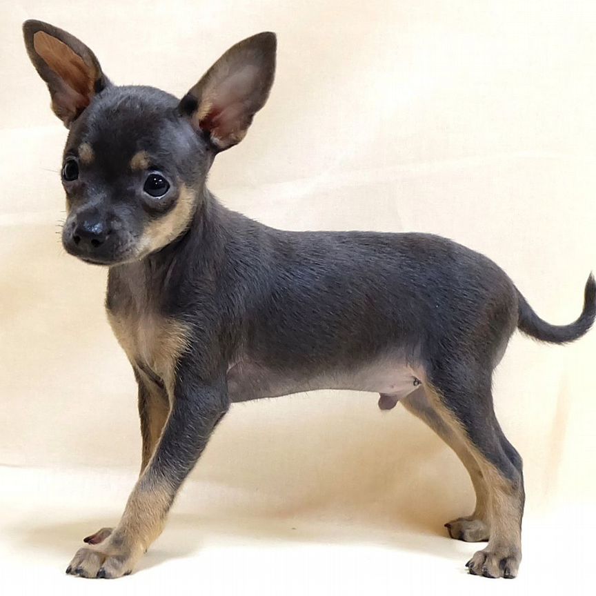 Русский той-терьер, щенок