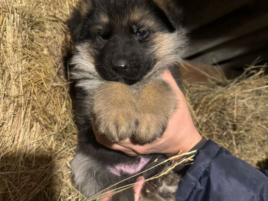 Щенки немецкой овчарки