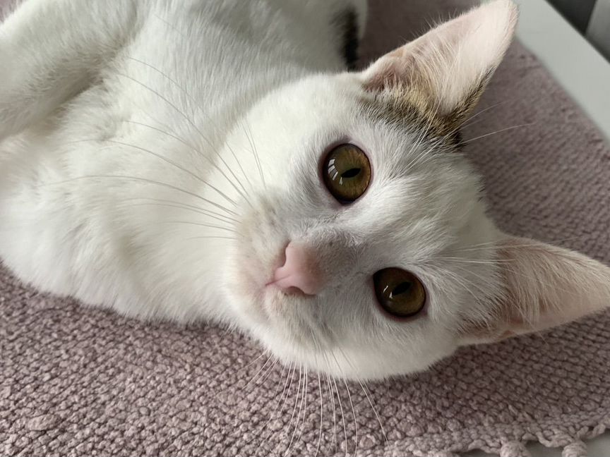 Котенок Маняша