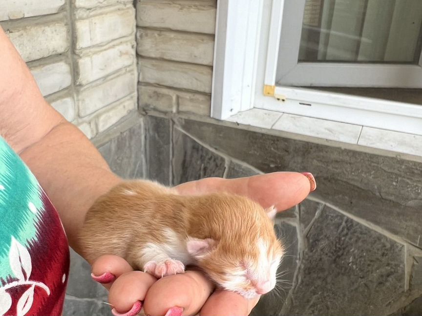Котенок рыжий в добрые руки