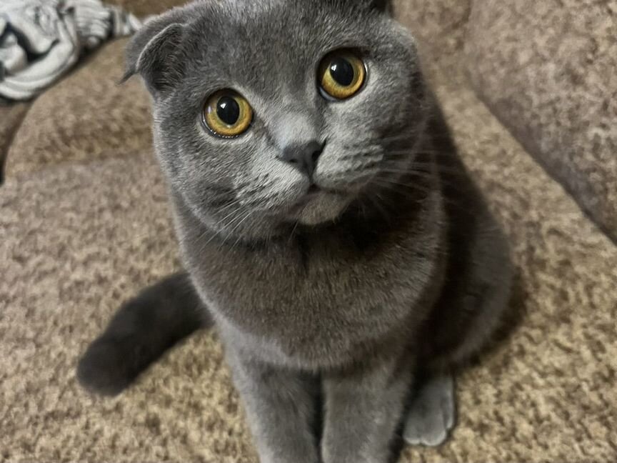 Шотландская вислоухая кошка