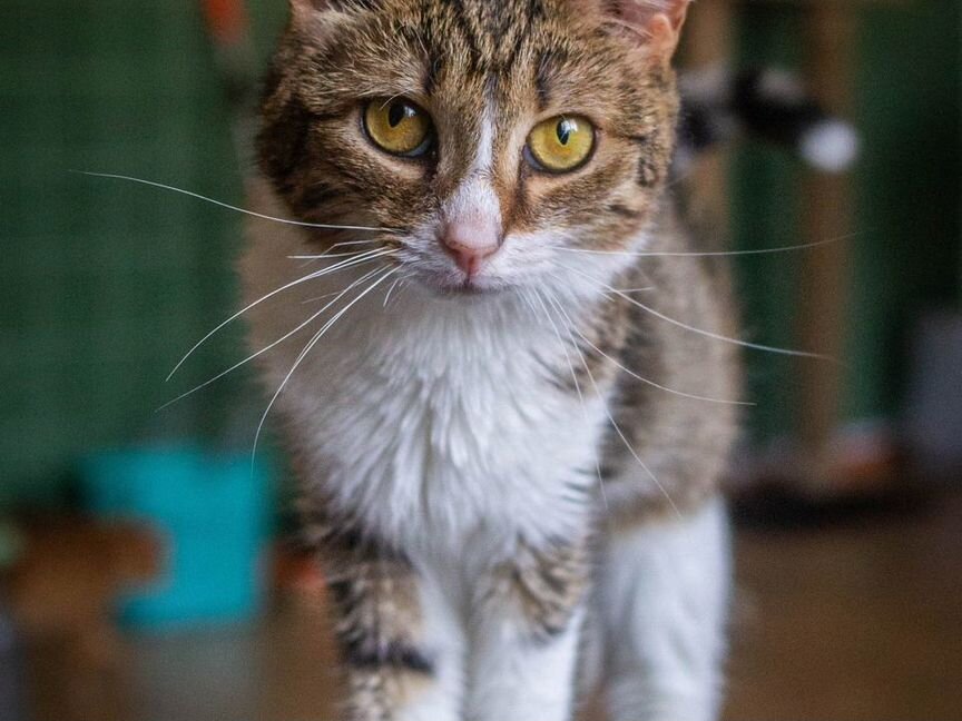 Кошечка-подросток Ксюша