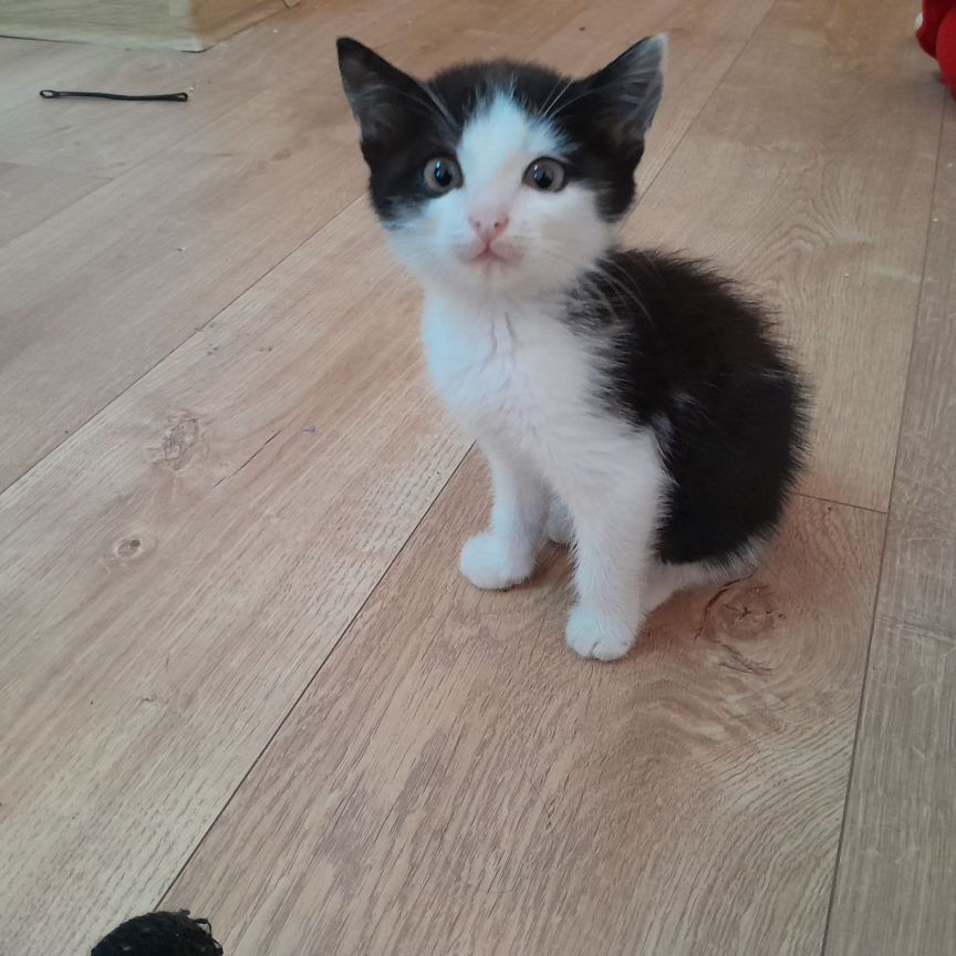 Отдам в добрые руки котята