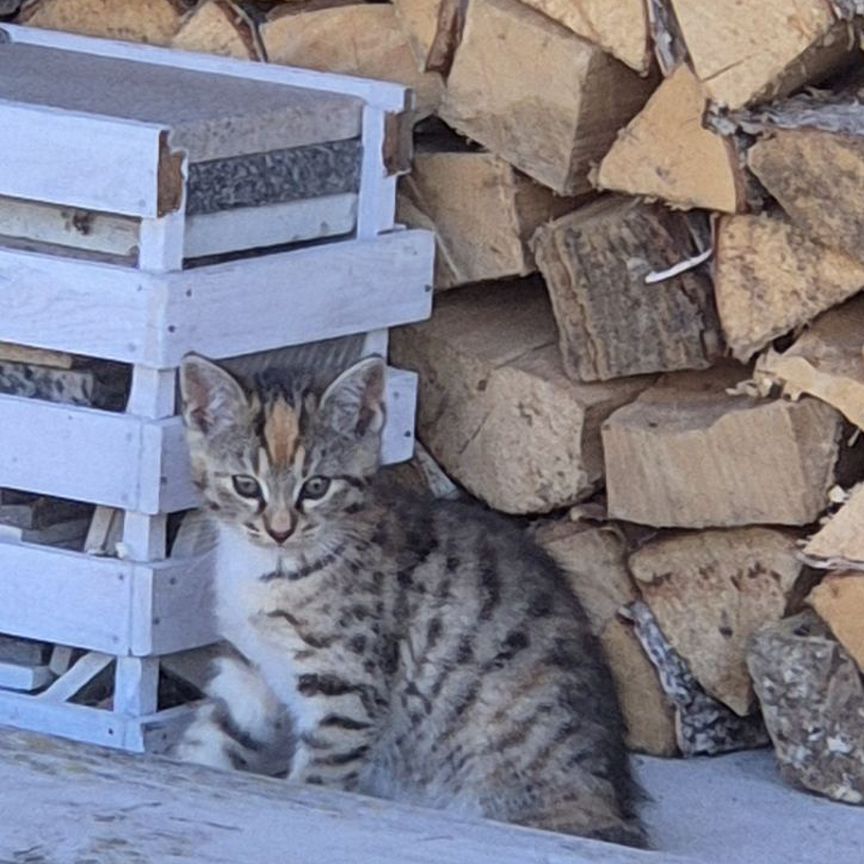 Котёнок от частного владельца