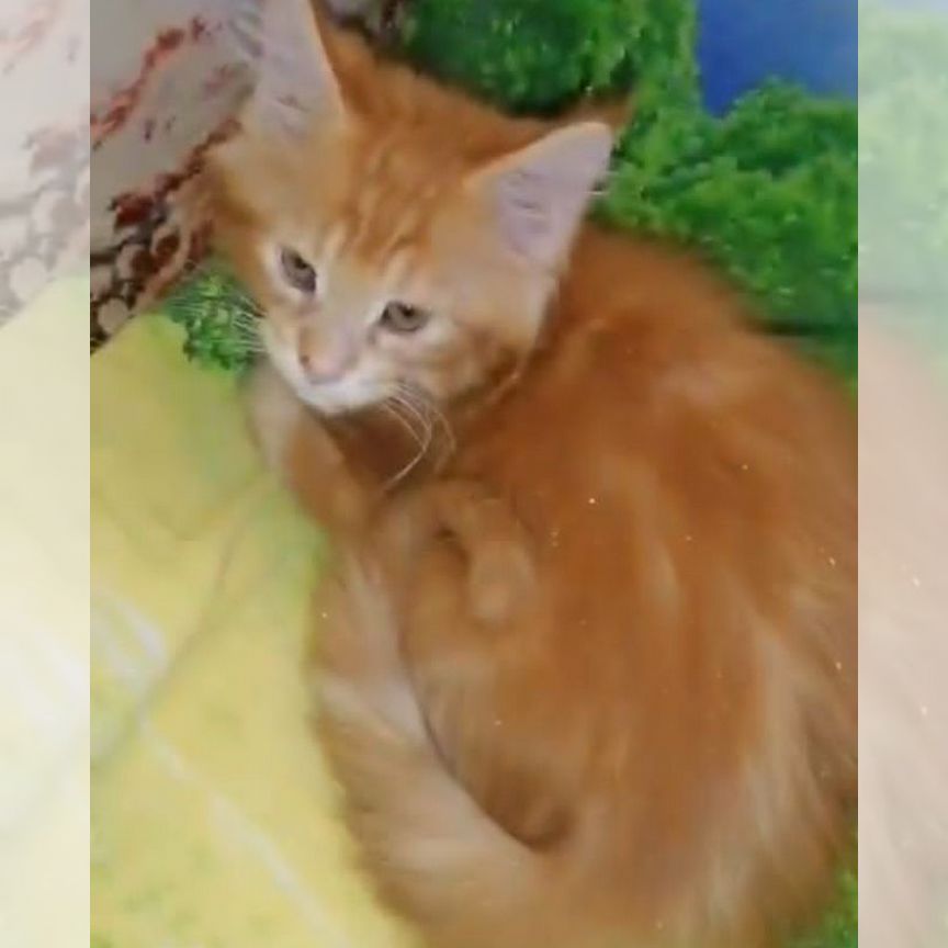 Мейн-кун котёнок