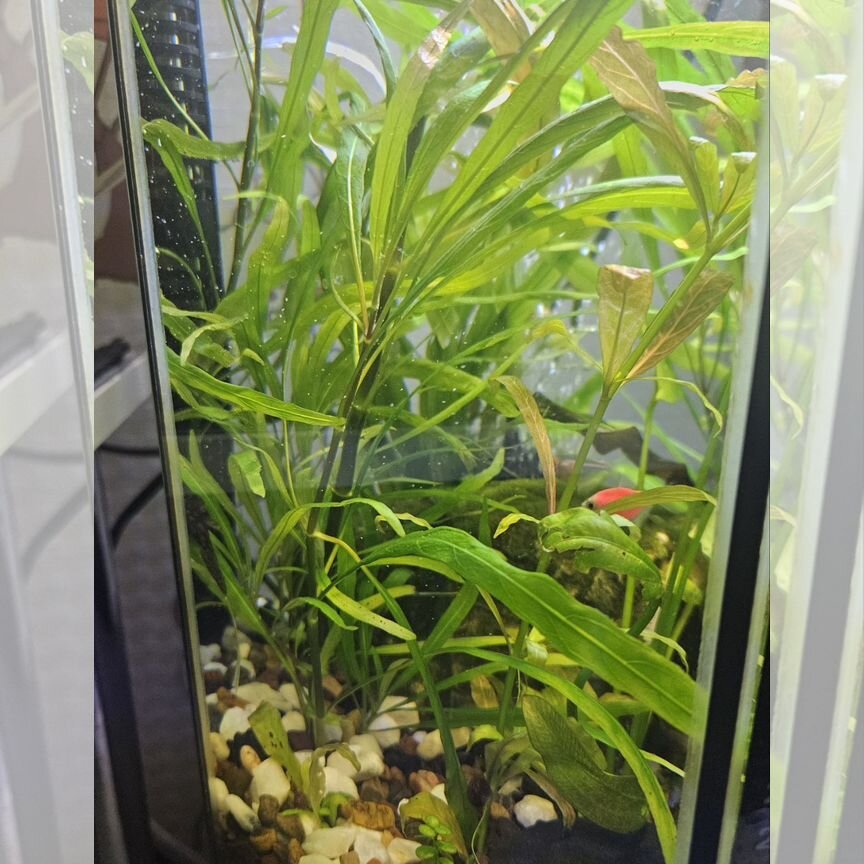 Лимонник и гигрофила