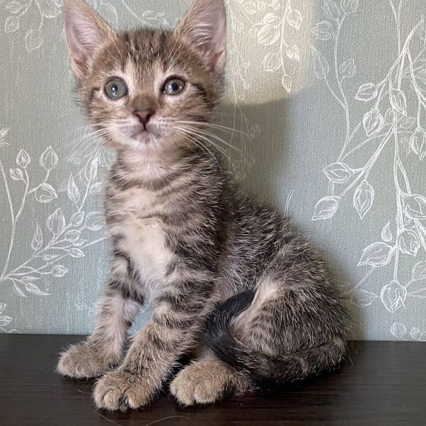 Котята шпротинки в добрые руки