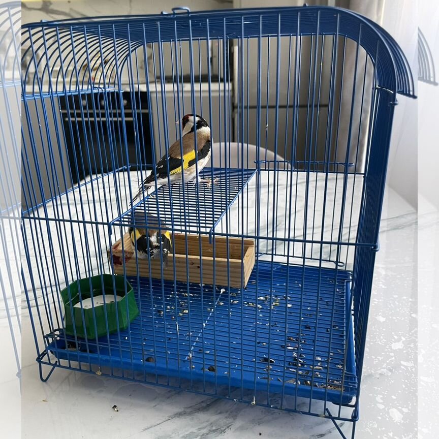 Щеглы с клеткой и корм