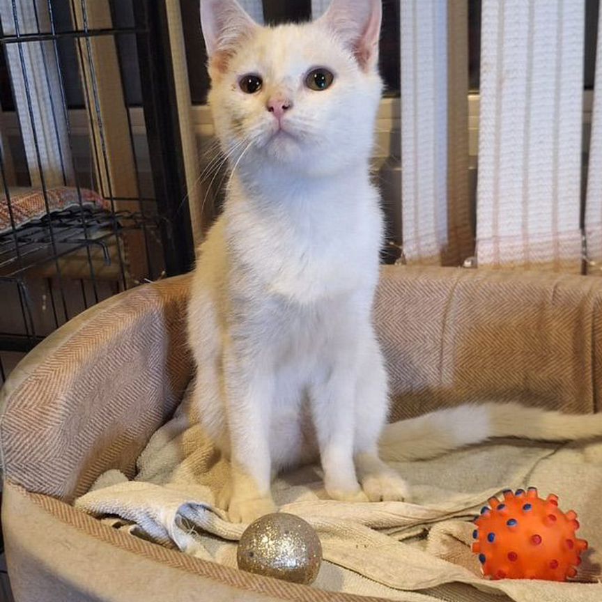 Ангорский котенок ищет дом