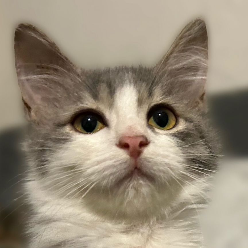 Пушистый серый котенок в добрые руки