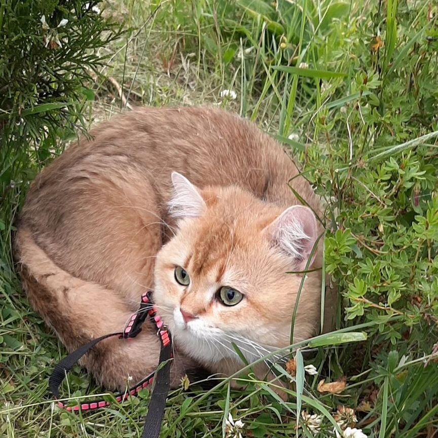Котик BRI ny11 продается