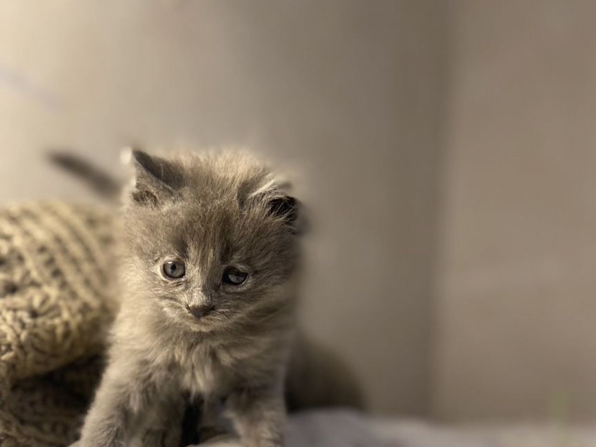 Котята 1 месяц