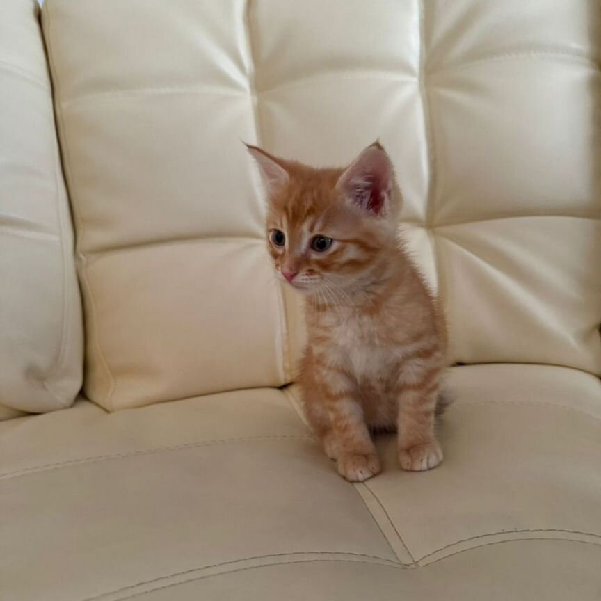 Домашние котики 2,5 месяца
