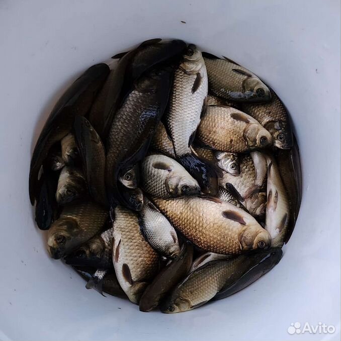 Карась